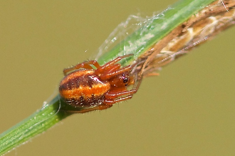 Photos de Hypsosinga heri