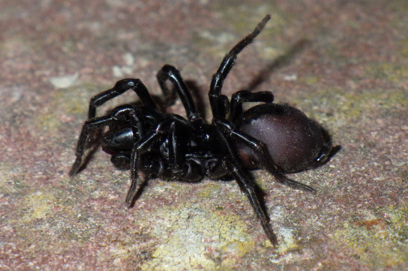 Atypus piceus