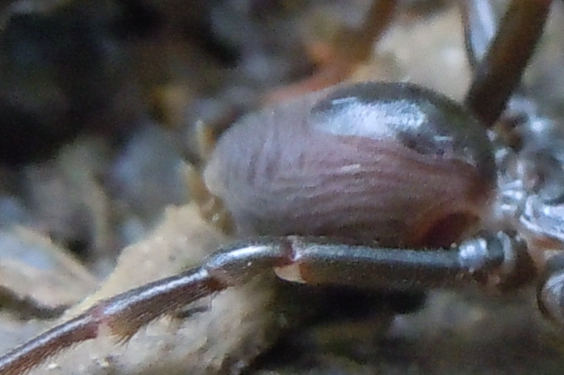 Atypus piceus