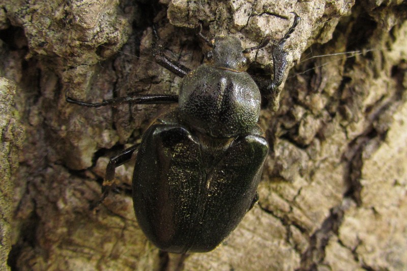 Osmoderma eremita
