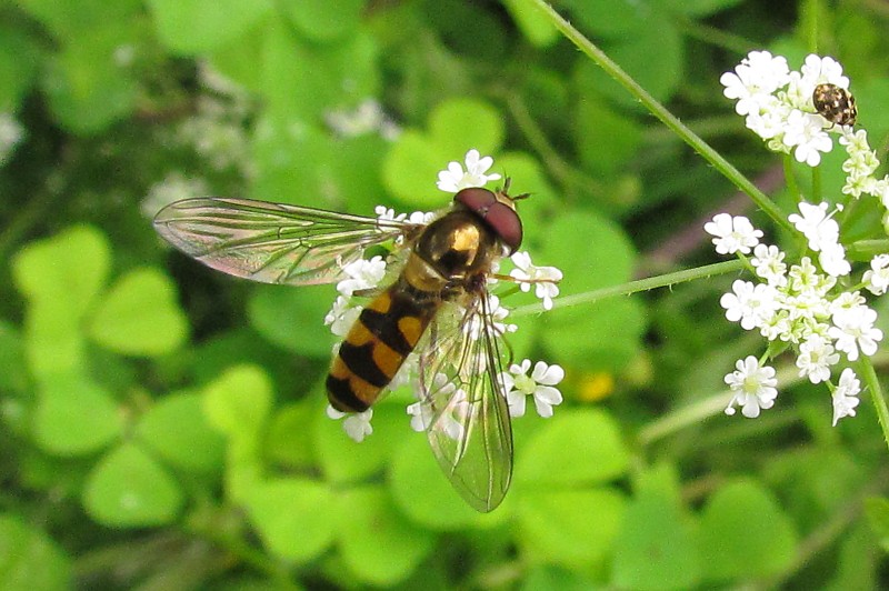 Meliscaeva auricollis