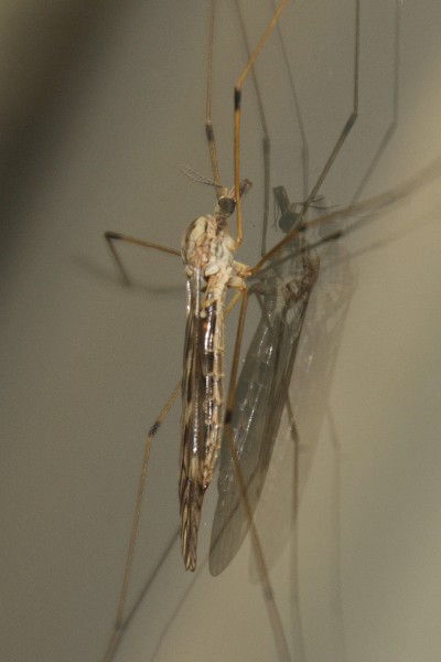 Tipula confusa