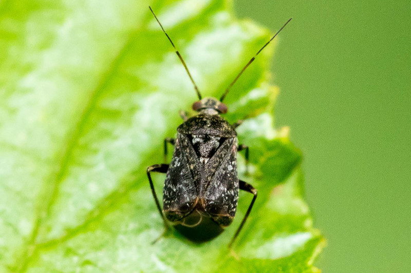 Charagochilus gyllenhalii